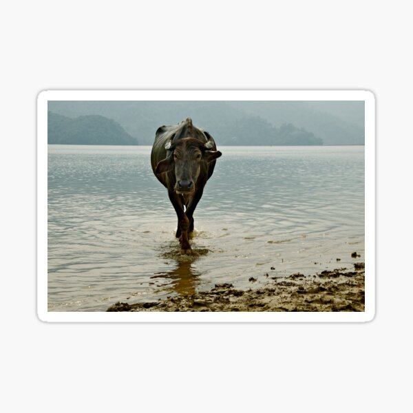 "Water Buffalo" Sticker by bareri | Redbubble