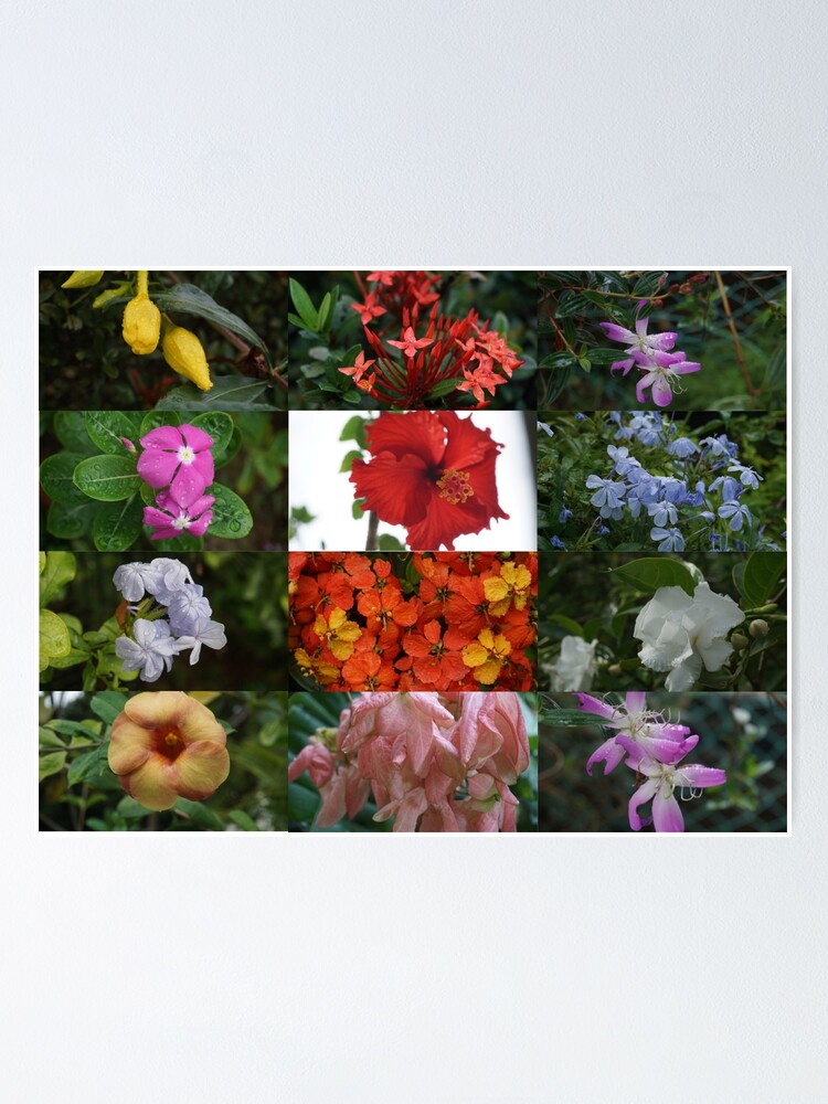 "Flower Matrix 3 Hibiscus, Jasmine" Poster by peterachutha | Redbubble