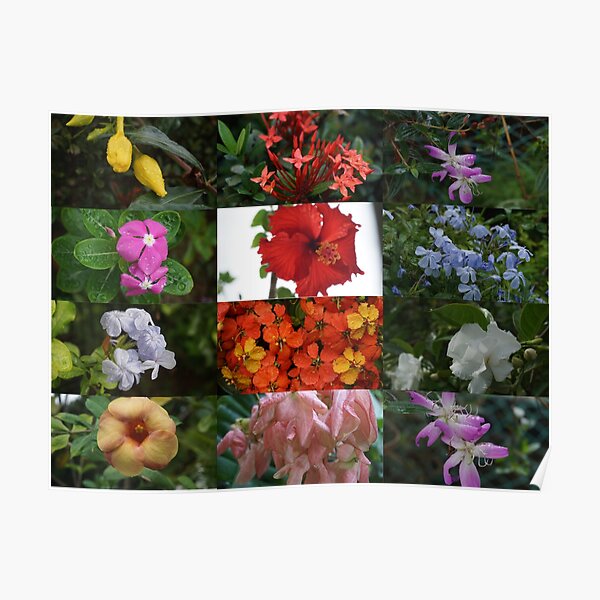 "Flower Matrix 3 Hibiscus, Jasmine" Poster by peterachutha | Redbubble