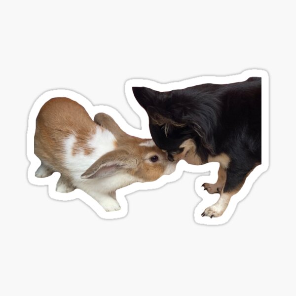 "Cupcake the rabbit and Wawa the dog" Sticker for Sale by CupWa | Redbubble