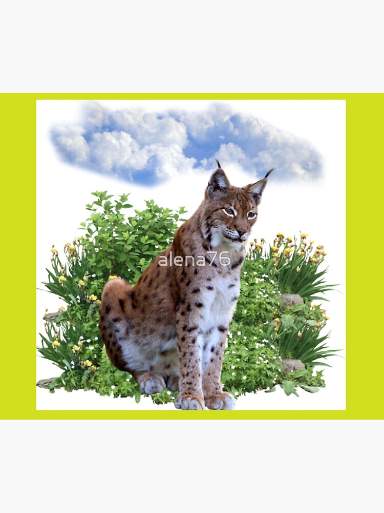 Manta «El lince común hoy conocemos varias especies de estos animales ...