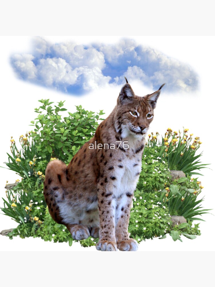 "Common lynx today we know about several species of these unique ...