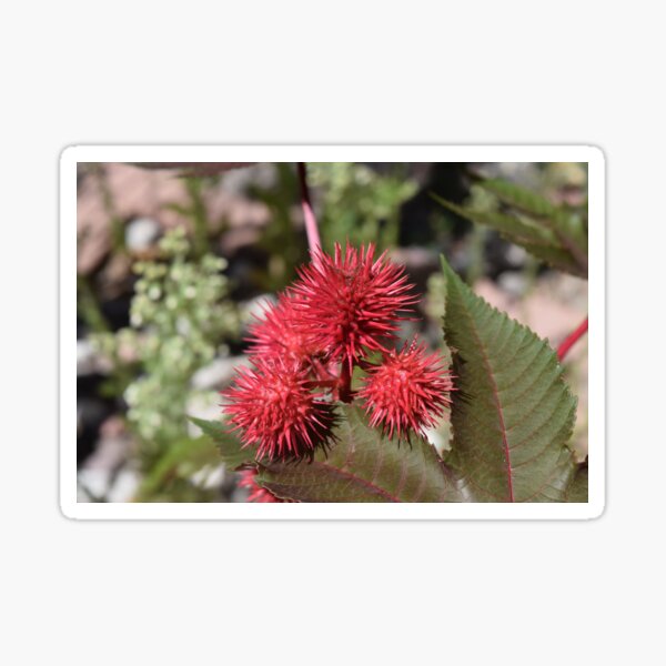 "Castor Bean" Sticker for Sale by rwfowler | Redbubble