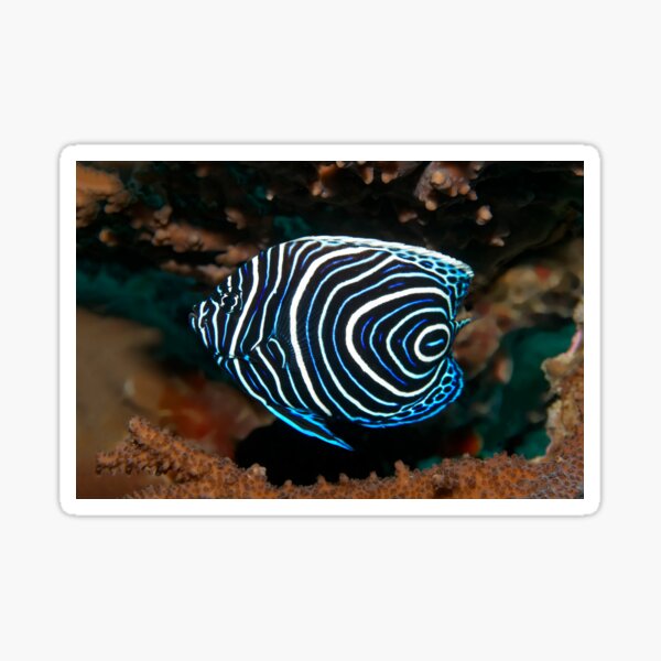 "Heir to the throne" Sticker by Kameranobs | Redbubble