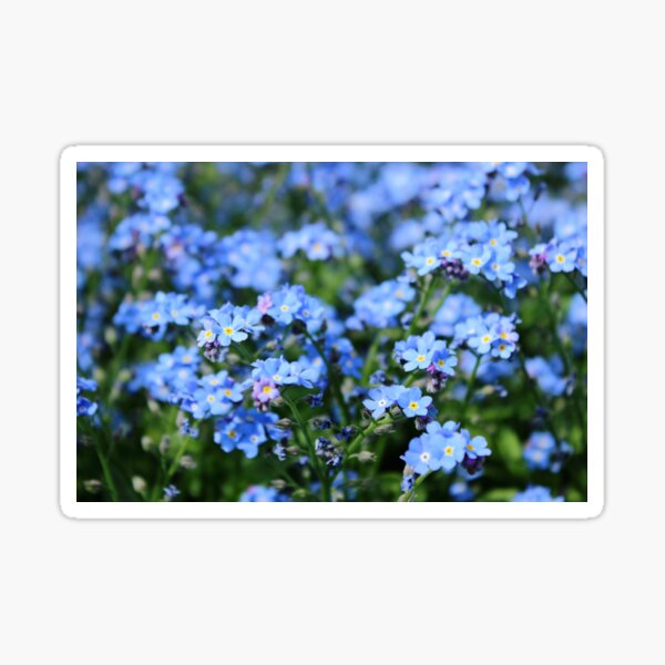 "Forget Me Not" Sticker for Sale by NatureBrush | Redbubble