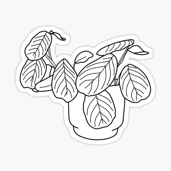 "maranta leuconeura, uncolored" Sticker for Sale by natureworshxp ...