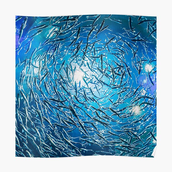 "School of fish" Poster by jkulling | Redbubble
