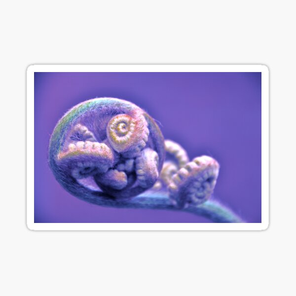 "Debutante" Sticker for Sale by bareri | Redbubble