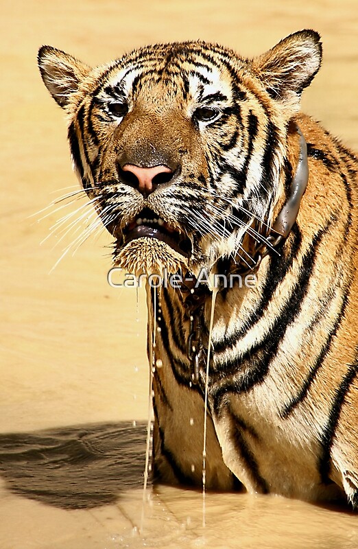 "Dripping Tiger, Kanchanaburi, Thailand " by Carole-Anne | Redbubble