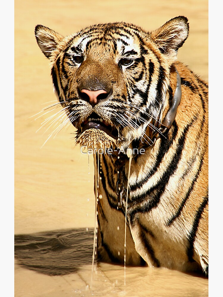 "Dripping Tiger, Kanchanaburi, Thailand " Sticker for Sale by Carole ...
