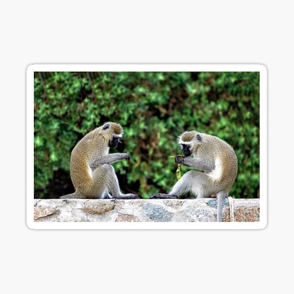 "Vervet Monkeys Eating Bananas" Sticker for Sale by worldways | Redbubble