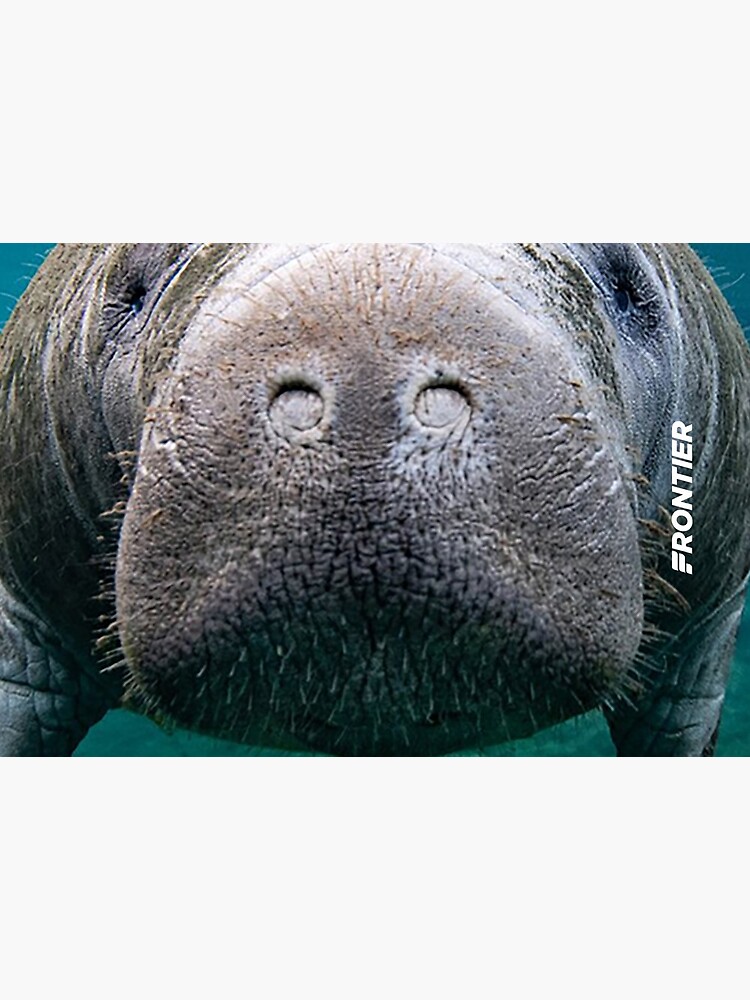 "Manatee Snout" Mask by FlyFrontier | Redbubble