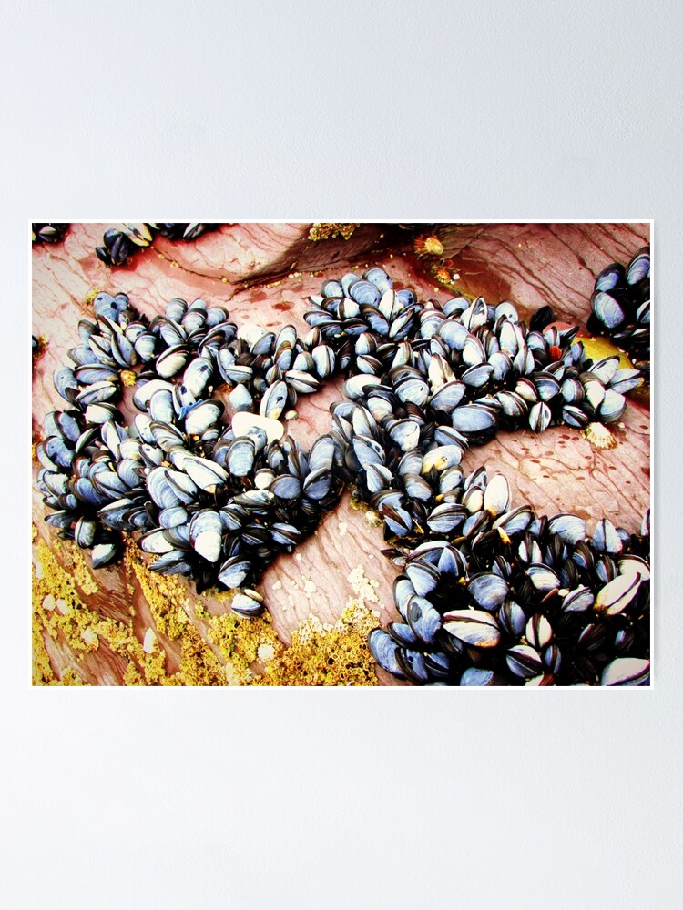 "Wild Mussels" Poster by kirsten-designs | Redbubble