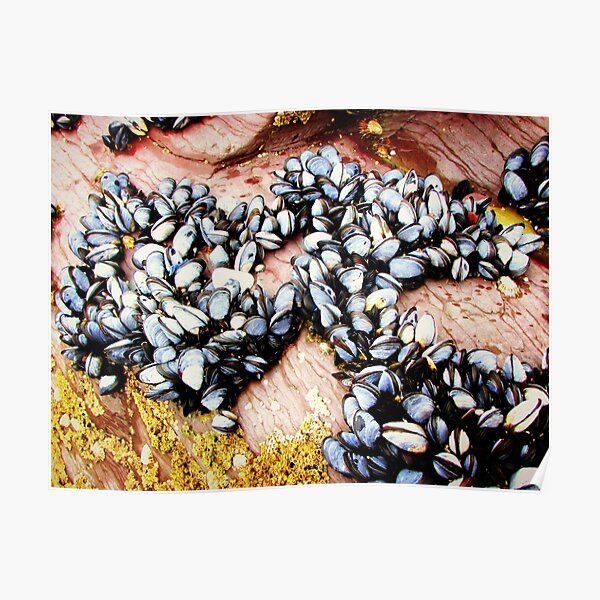"Wild Mussels" Poster by kirsten-designs | Redbubble