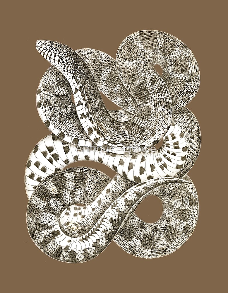 "Antique zoology: drawing of prairie bull snake - brown" by ...