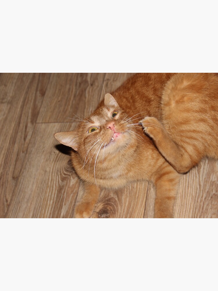 "Orange funny cat meme" Sticker by AO-IIEA | Redbubble