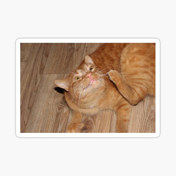 "Orange funny cat meme" Sticker by AO-IIEA | Redbubble