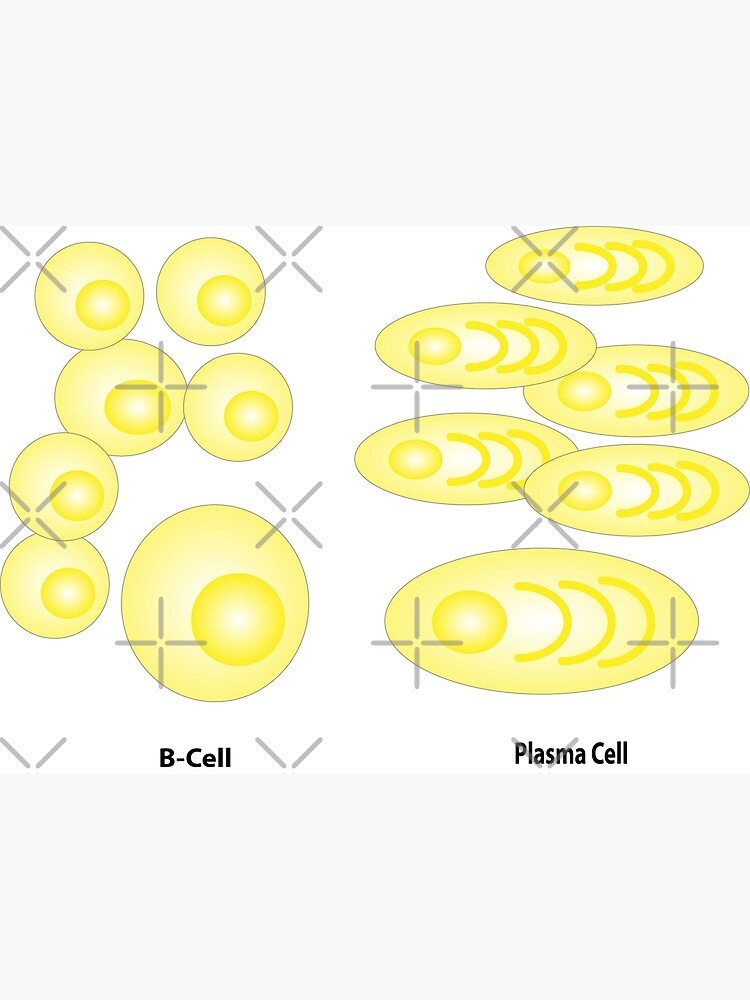 "B-Cells & Plasma Cells" Poster for Sale by STAM503 | Redbubble