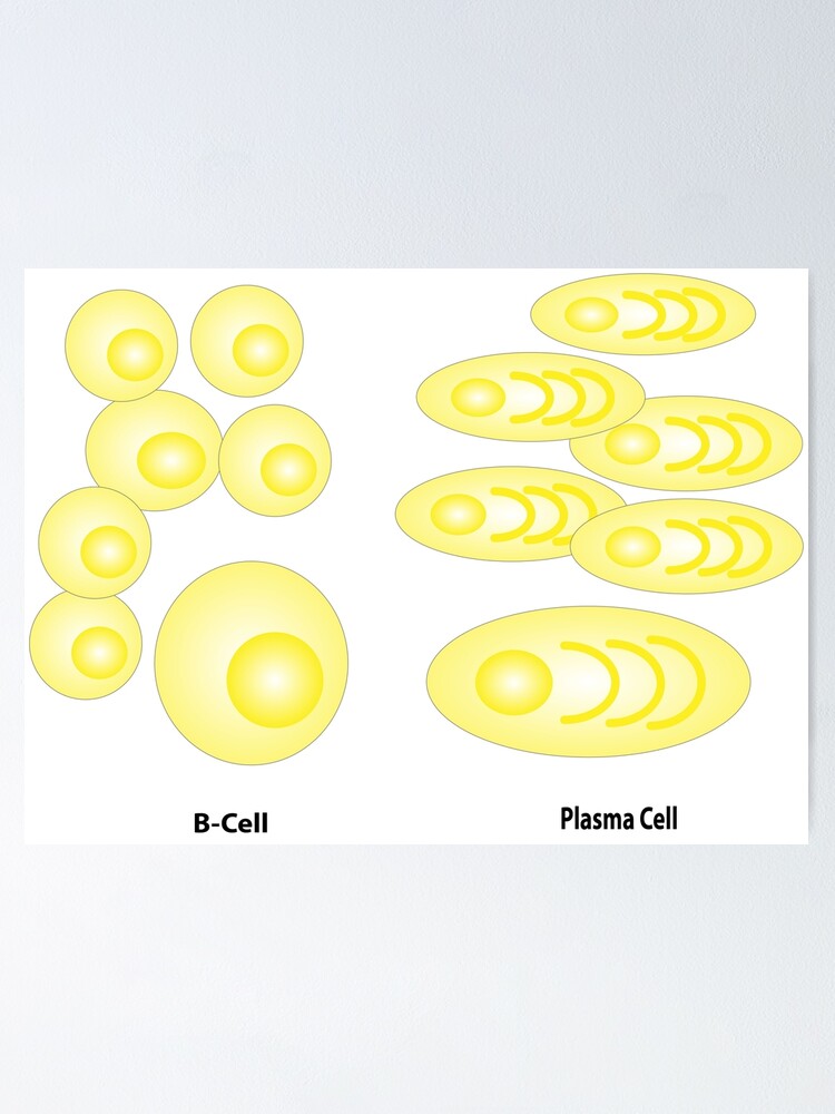 "B-Cells & Plasma Cells" Poster for Sale by STAM503 | Redbubble