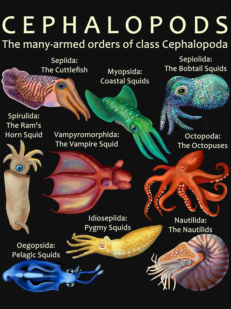 "The Cephalopod: Octopus, Squid, Nautilus, and Cuttlefish" Essential T ...