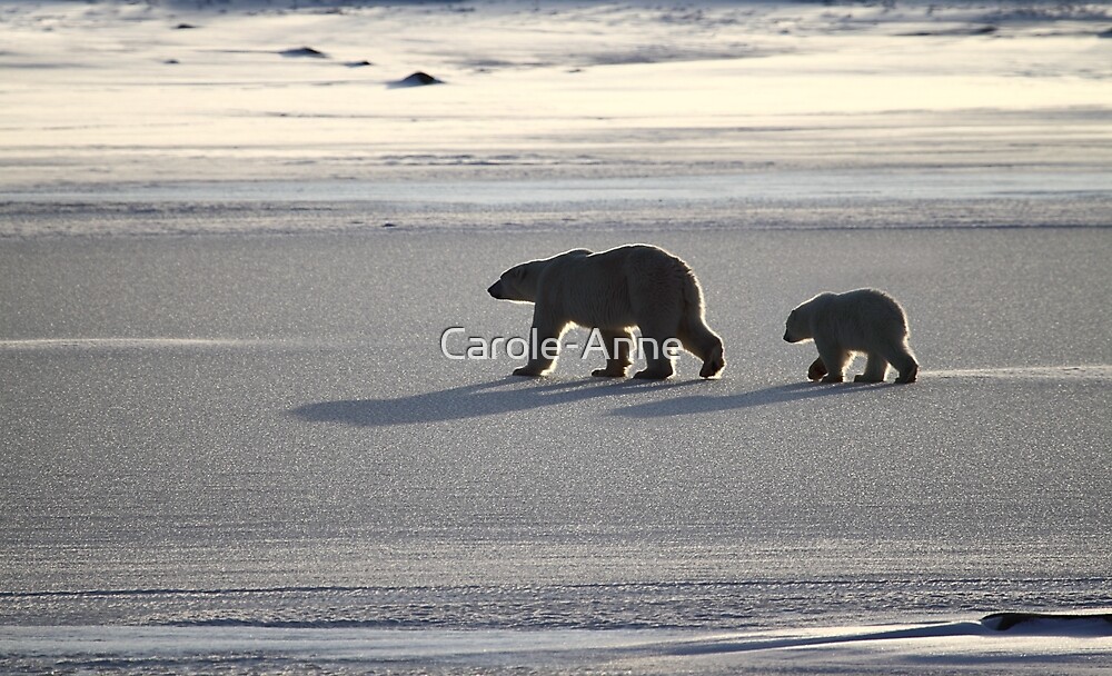"Silver Glow. Polar Bears at Sundown, Churchill, Canada " by Carole ...