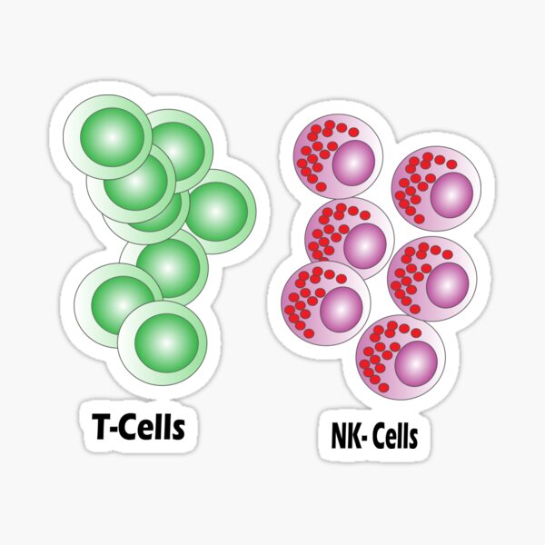 "T-cells & NK-cells" Sticker for Sale by STAM503 | Redbubble