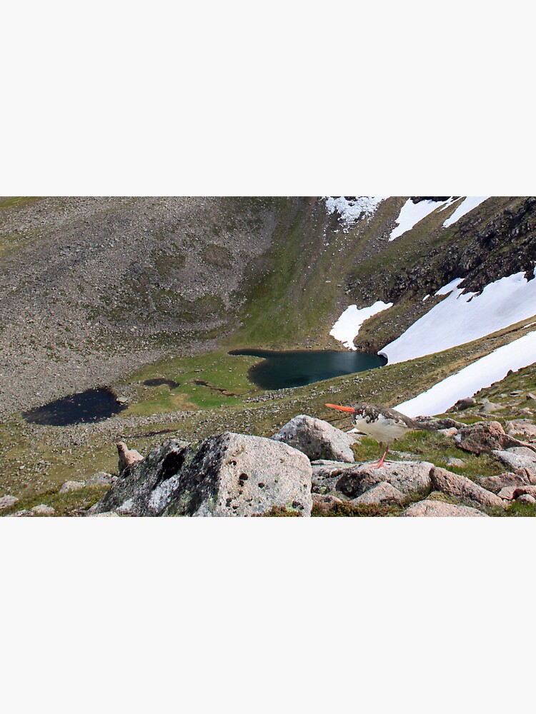 "Sharp-Billed Haggis! Cairn Lochan" Sticker by sandysshoots | Redbubble