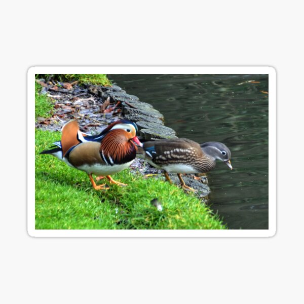 "A Pair Of Mandarin Ducks" Sticker by lynn45 | Redbubble