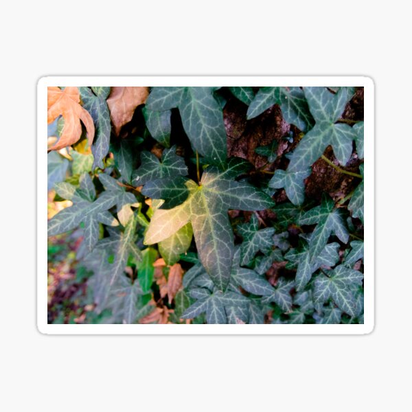"Ivy Plant" Sticker by ByDigitalEye | Redbubble