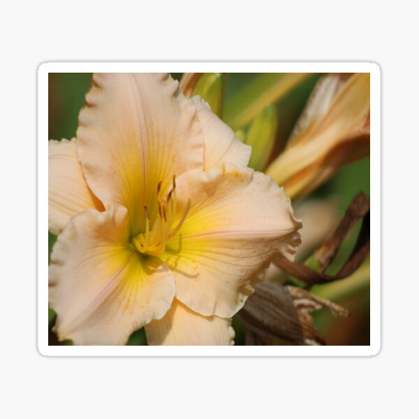 "Peach Lily" Sticker for Sale by bill61972 | Redbubble