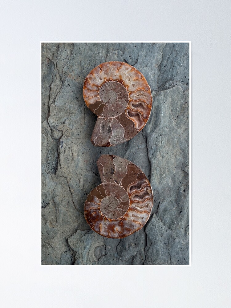 "Fossil Ammonites " Poster for Sale by ElenaRay | Redbubble