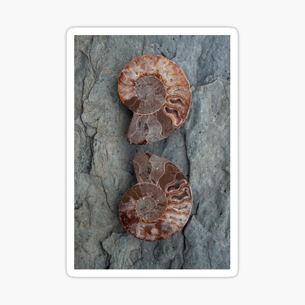 "Fossil Ammonites " Sticker by ElenaRay | Redbubble