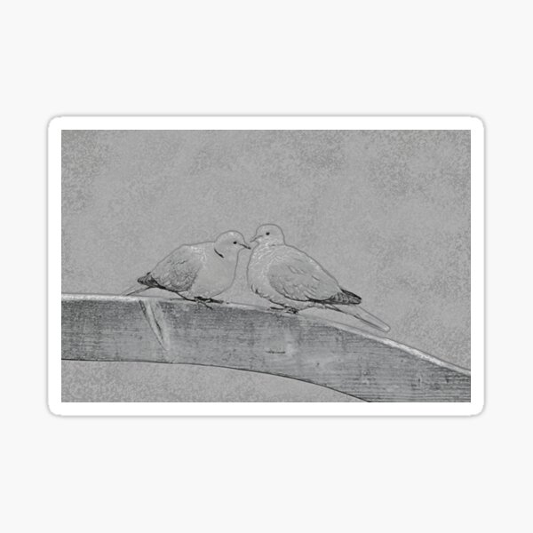 "Collared Doves" Sticker for Sale by sandysshoots | Redbubble