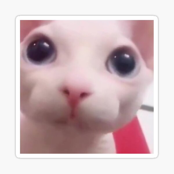 Bingus Merch & Gifts for Sale | Redbubble