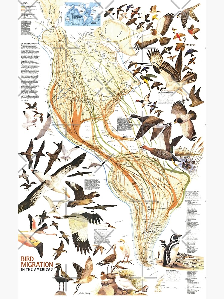 Bird Migration In The Americas Map 1979 Premium Matte Vertical Poster ...
