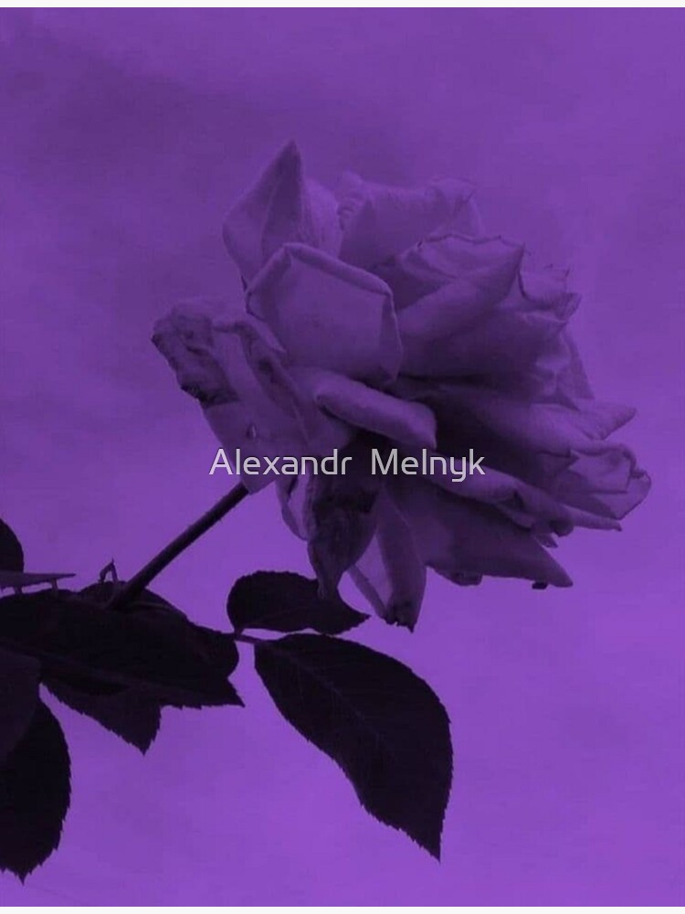 "Purple rose" Sticker by flourpacket | Redbubble