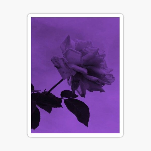 "Purple rose" Sticker by flourpacket | Redbubble