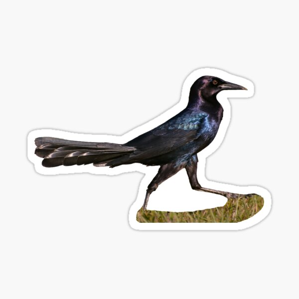 "Boat-tailed Grackle walking" Sticker for Sale by ZinaStromberg | Redbubble