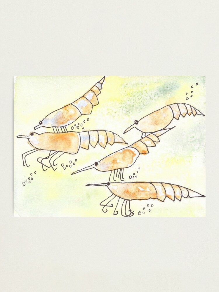 "Krill Starts with K Ocean Alphabet Animals" Photographic Print for ...