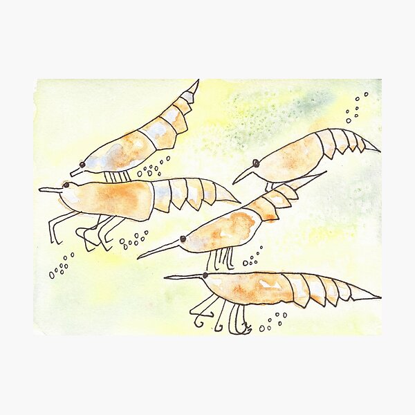 "Krill Starts with K Ocean Alphabet Animals" Photographic Print for ...