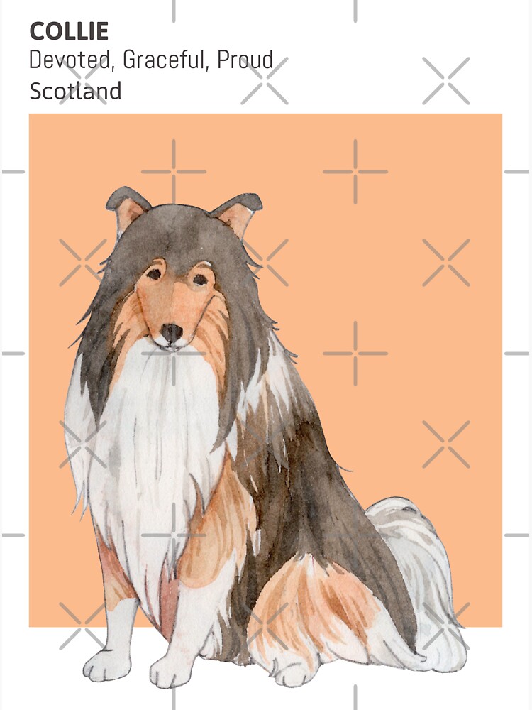 "Collie dog Sticker" Sticker by KarlyArtsy | Redbubble