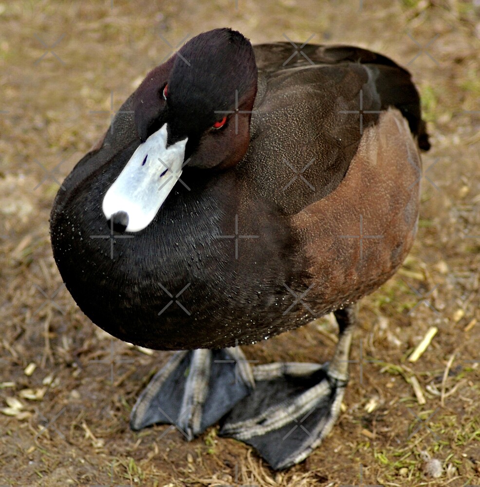 "Ernest the Evil Duck" by Yampimon | Redbubble