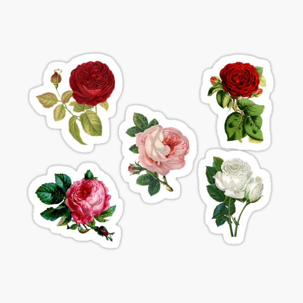 "Sticker pack: Multicolored Roses " Sticker for Sale by AVIROS | Redbubble