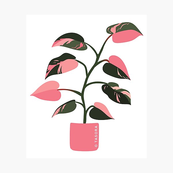 Pink Princess Philodendron Gifts & Merchandise | Redbubble