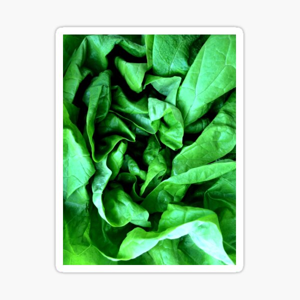 "Boston Lettuce" Sticker by SweetDominique | Redbubble