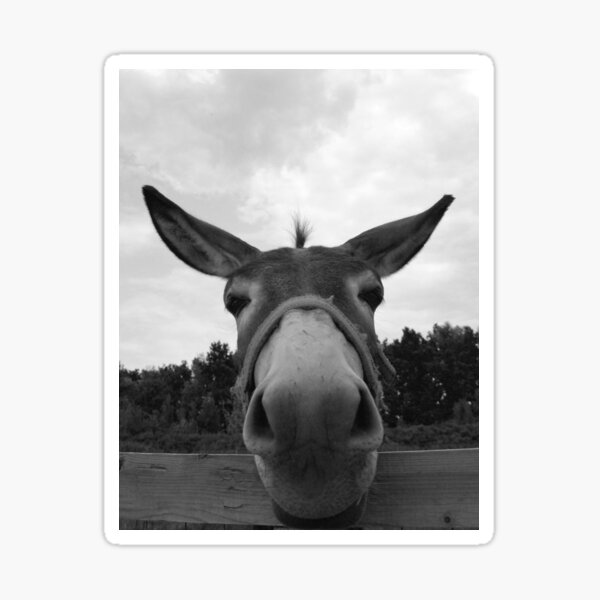 "Donkey grey" Sticker for Sale by badamg | Redbubble