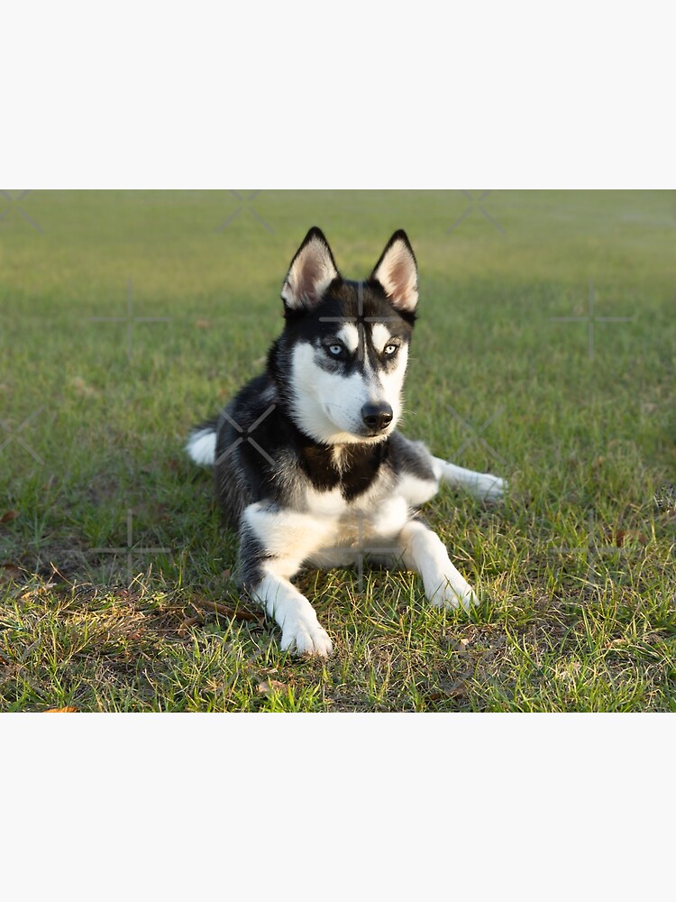Cachorro Husky Siberiano Plateado Historia Del Husky | Wasky