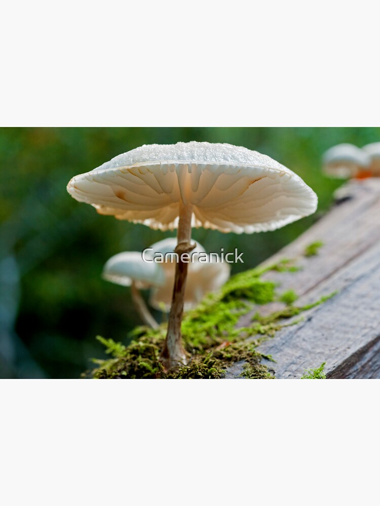 "A beautiful and delicate looking Porcelain Toadstool photographed from ...