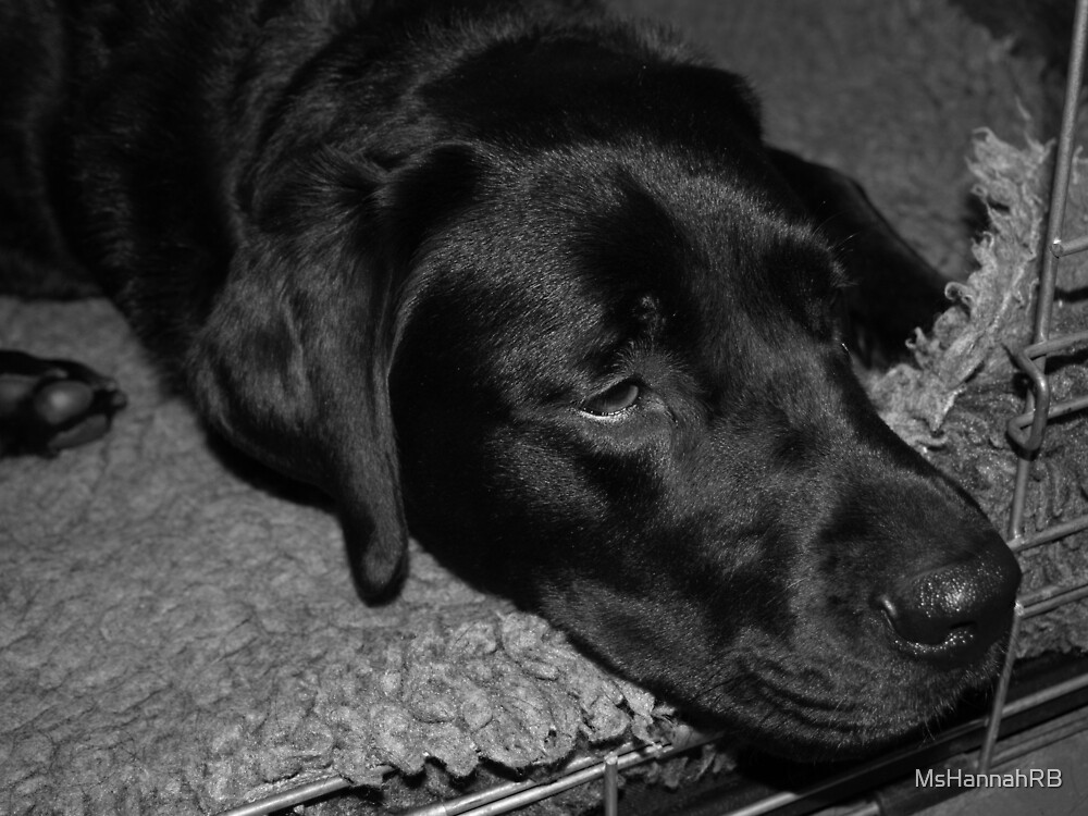 "Sleeping black Labrador" by MsHannahRB | Redbubble
