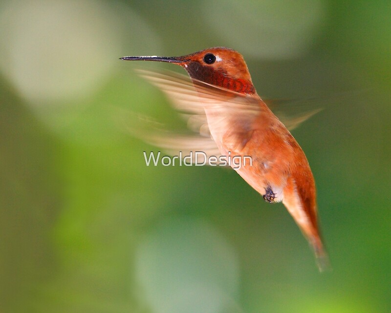 "Rufous Hummingbird in Flight" by WorldDesign | Redbubble